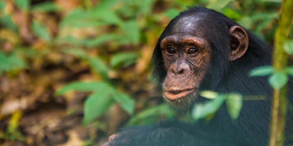 Chimpanzee tracking permit - Voyage Balquees